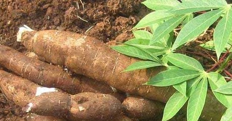 HOW TO PLANTING CASSAVA "TUBER ROOTS" - kudikasi