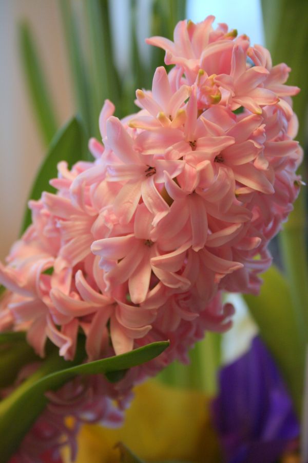 All the Pretty Things: Focus on life: Week 7 - The beauty of Flowers