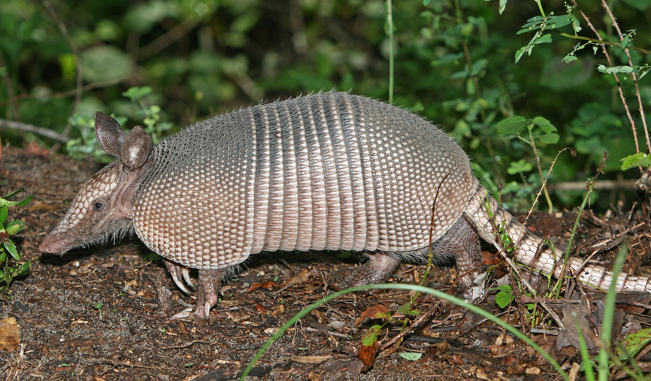 Fascinating Facts About Armadillos