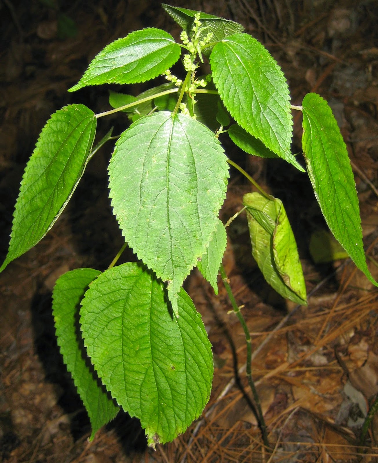 Discovering His Creation: False Nettle (Boehmeria cylindrica)