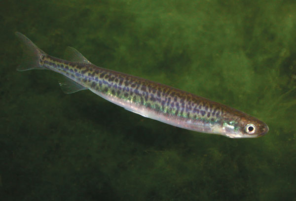 Inanga Fish, New Zealand Fresh water fish