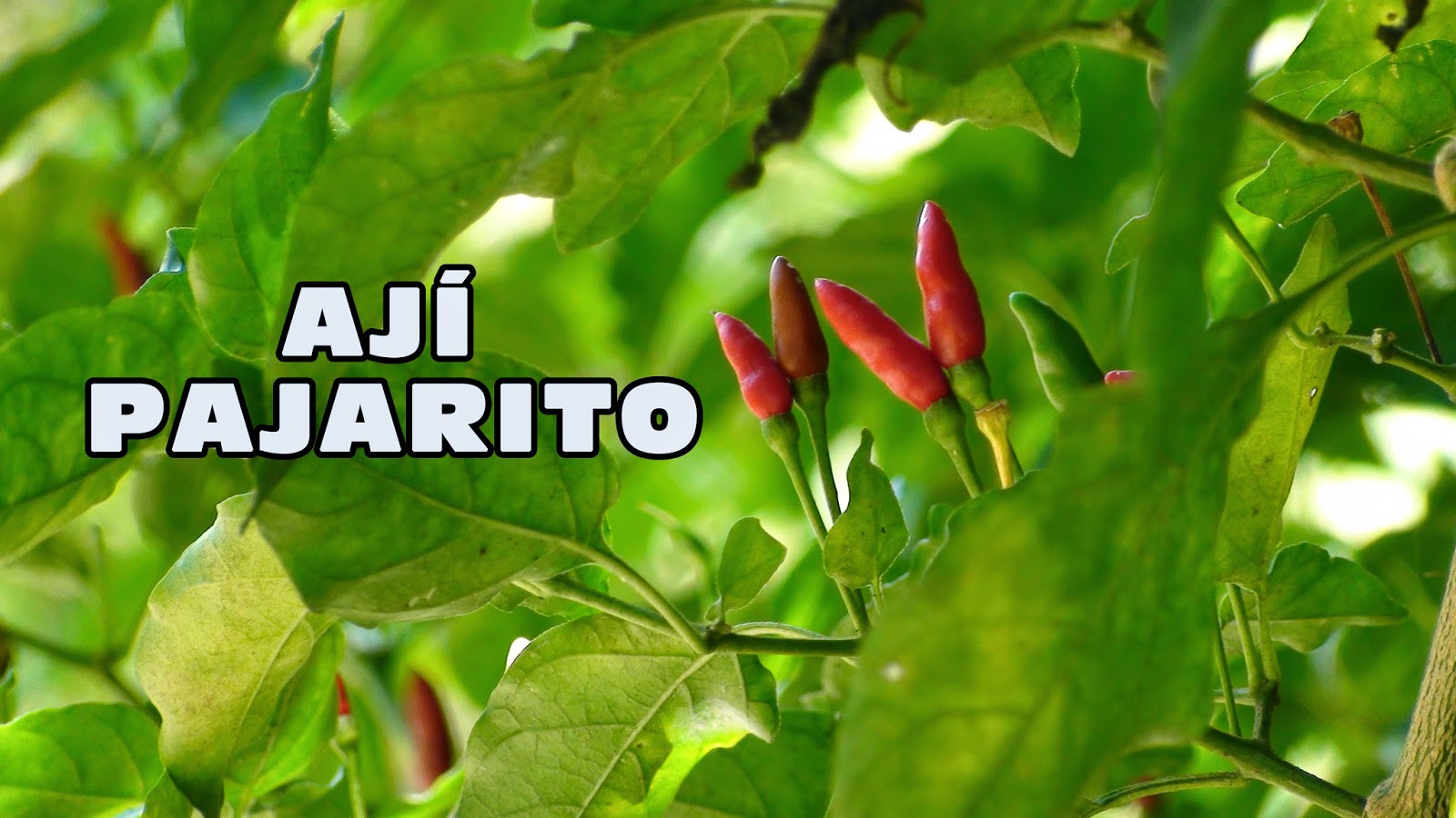 Canal Llanero : EL AJÍ PAJARITO