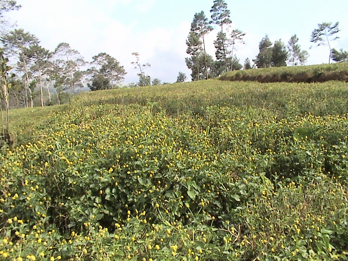 Endah Murniyati's Journey: LEGETAN