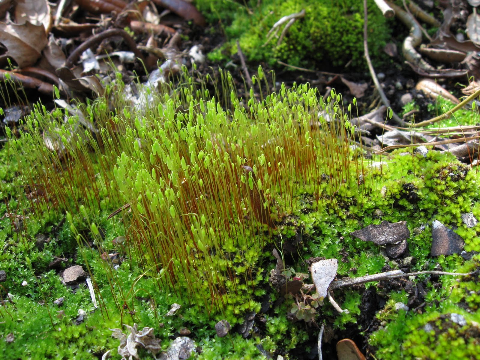 Gardening From the Ground Up: SLOW DOWN