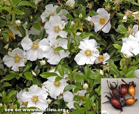 Cherokee rose hips (Jinyingzi)-Rosa laevigata Michx.