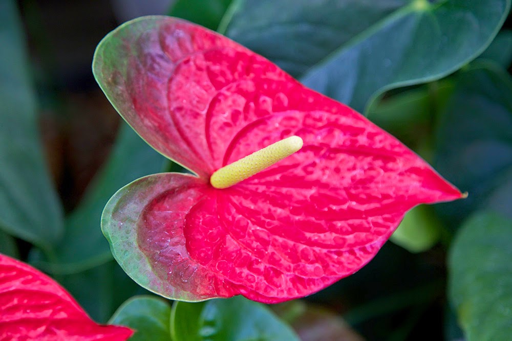 A Picture Each Day: Anthurium