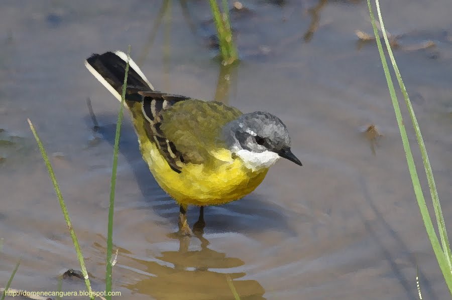 QUADERN DE CAMP: CUERETA GROGA (Motacilla flava)