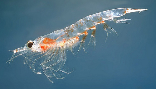 Shrimp | Animal Wildlife