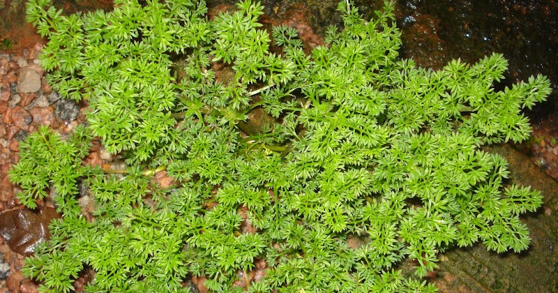 Canguçu em Cores: Roseta - Soliva pterosperma - Uso Medicinal - Imagem ...