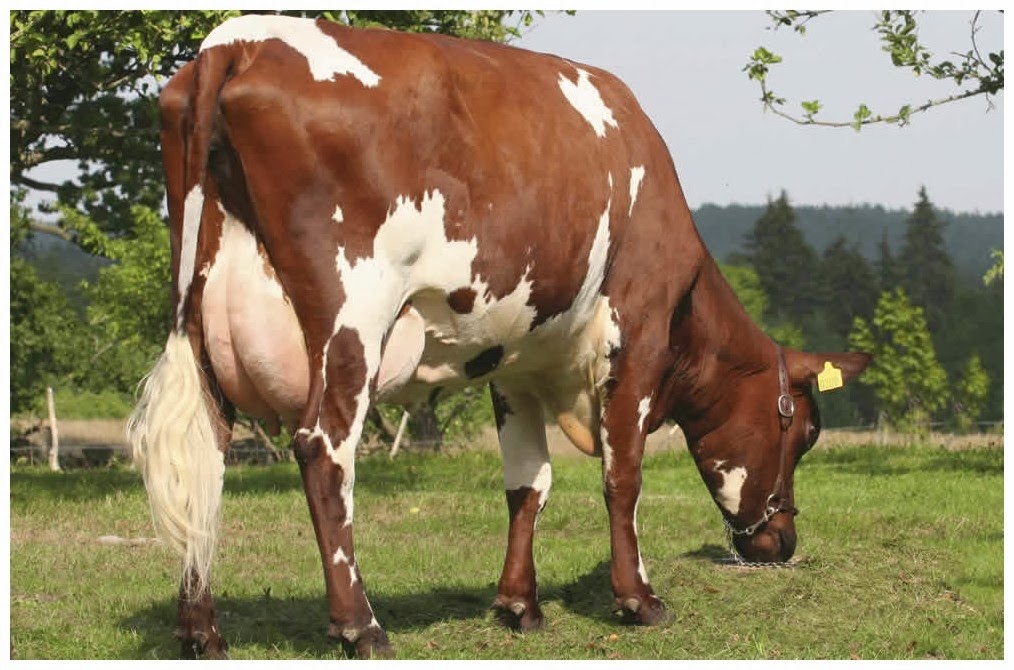 Generalidades de la Ganadería Bovina.: Sueca Rojo y Blanca o SRB
