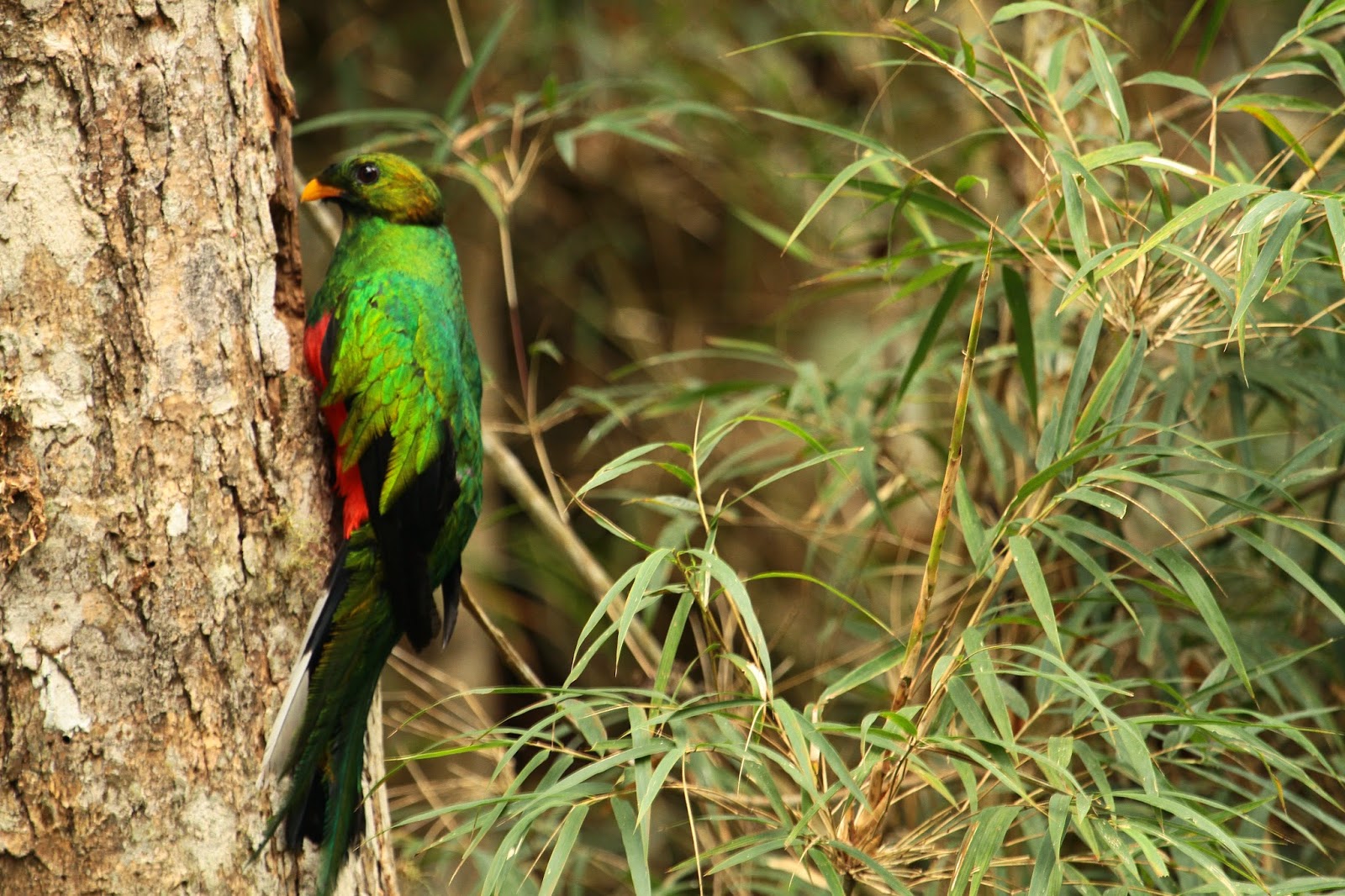 Nuestro bello mundo...: White-tipped Quetzal, male, Pharomachrus ...