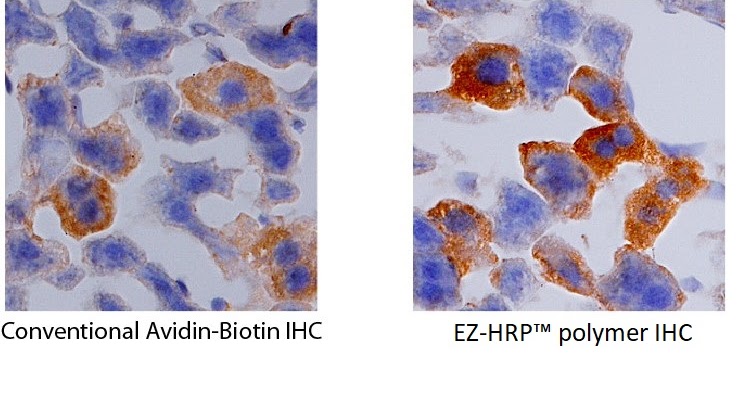 Neuromics: Easy Immunostaining Staining