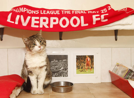 Keep off the grass: The Anfield Cat. - ESTO ES ANFIELD