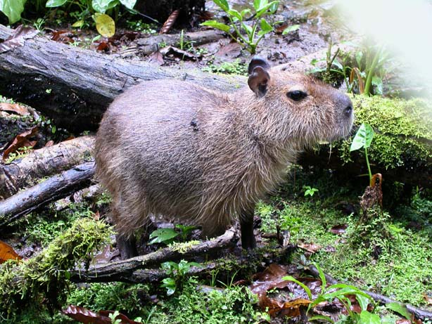 PARQUE AMAZÓNICO: IMÁGENES