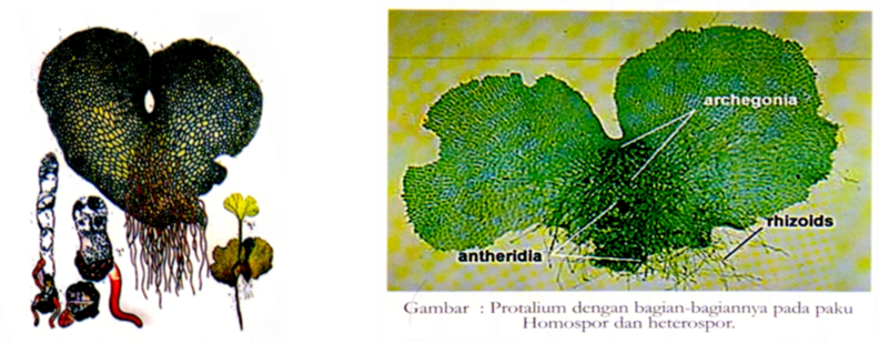 Pendidikan Dan Pembelajaran: Kamus Biologi : Pengertian Protista ...