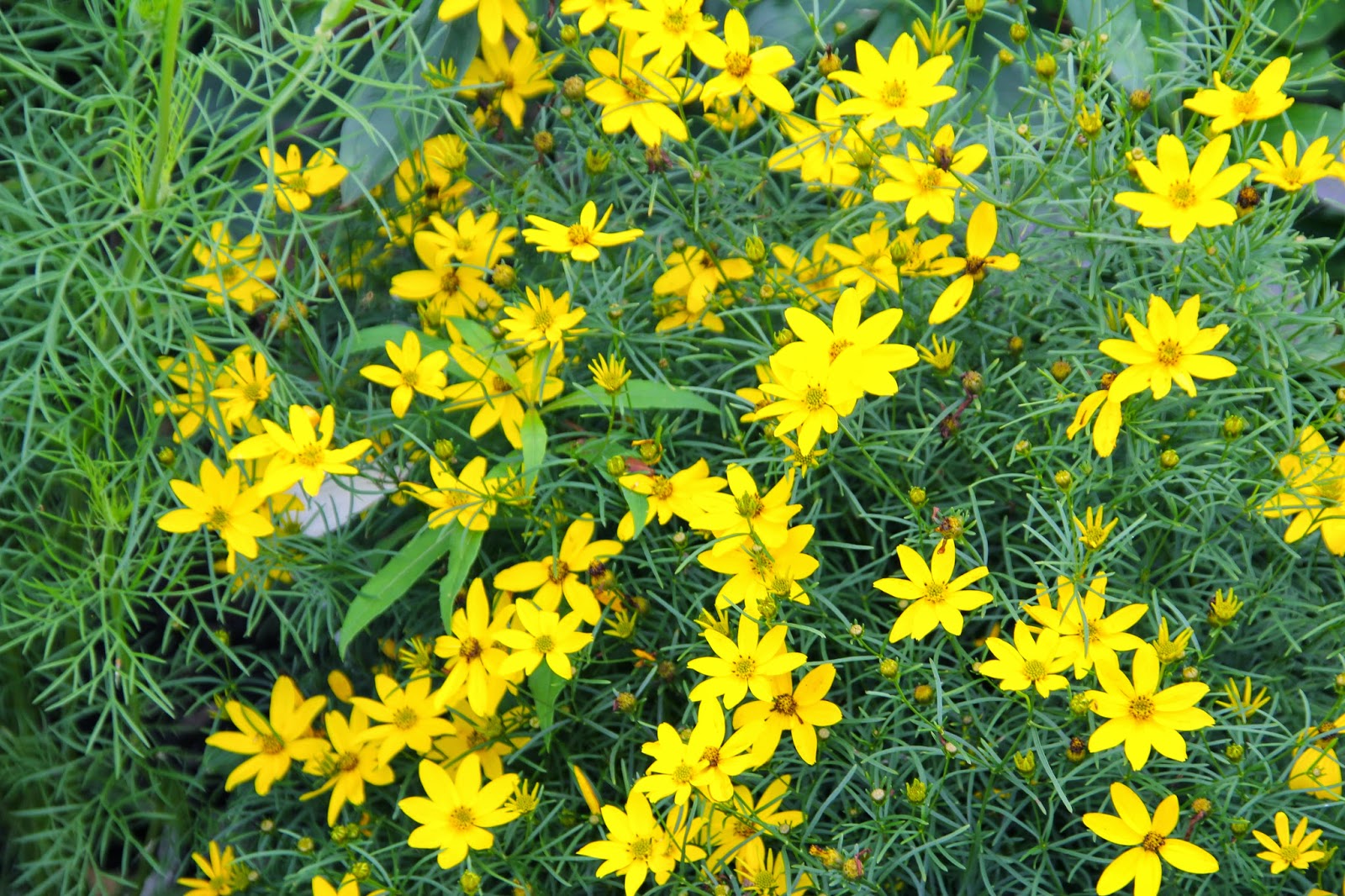 Katarineshage: Gult er kult