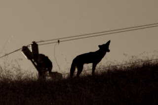 Dipper Ranch: Animals Anticipating Autumn