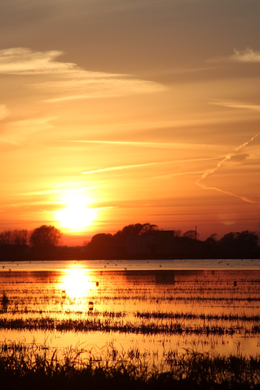 Joie de Vivre: Louisiana Sunset