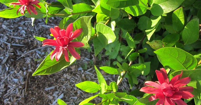[64+] Calycanthus Occidentalis Western Spice Bush Télécharger | Unique ...