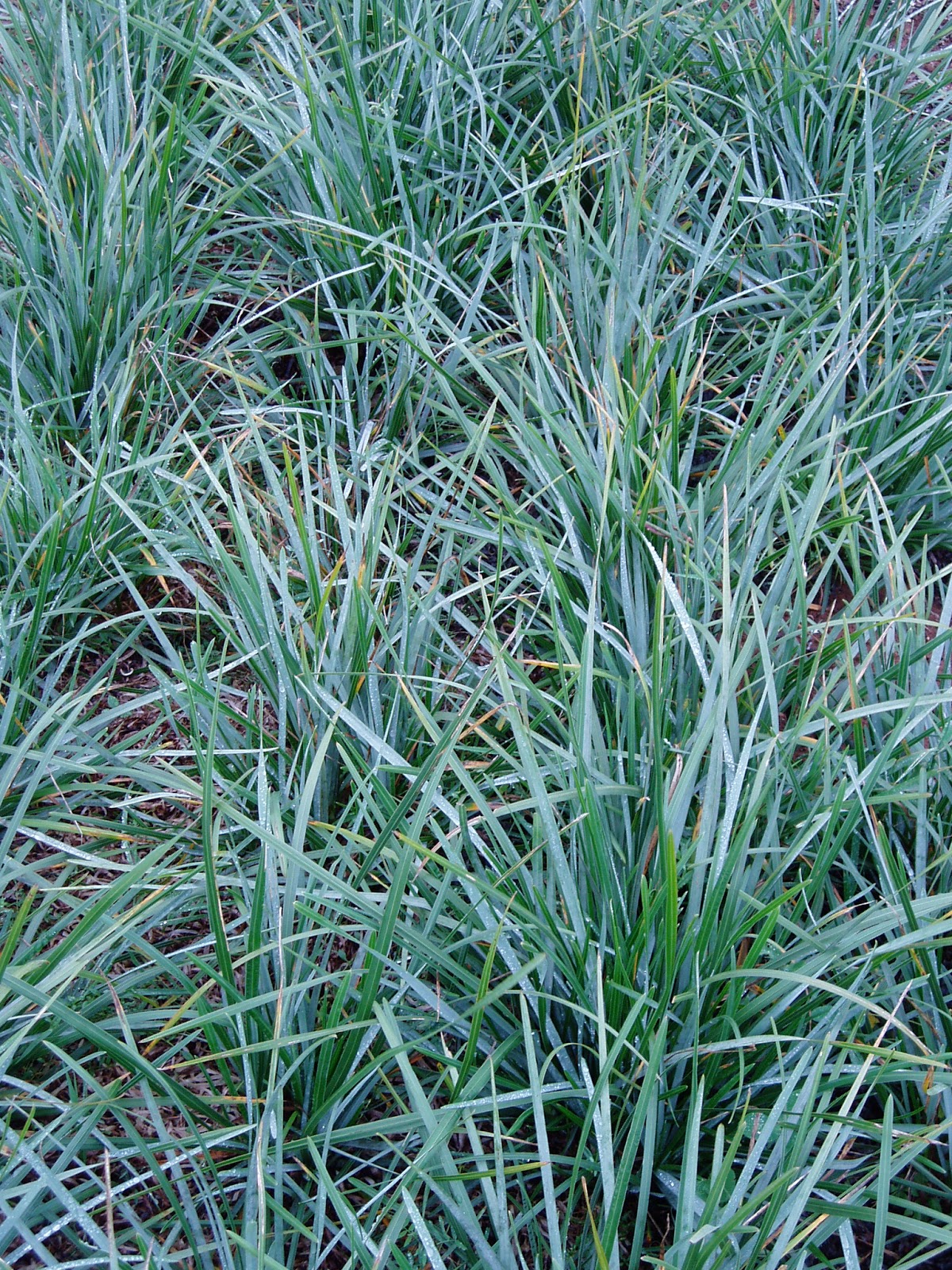 Lovegrass Farm: Seslaria heufleriana (Blue-green moor grass) at ...
