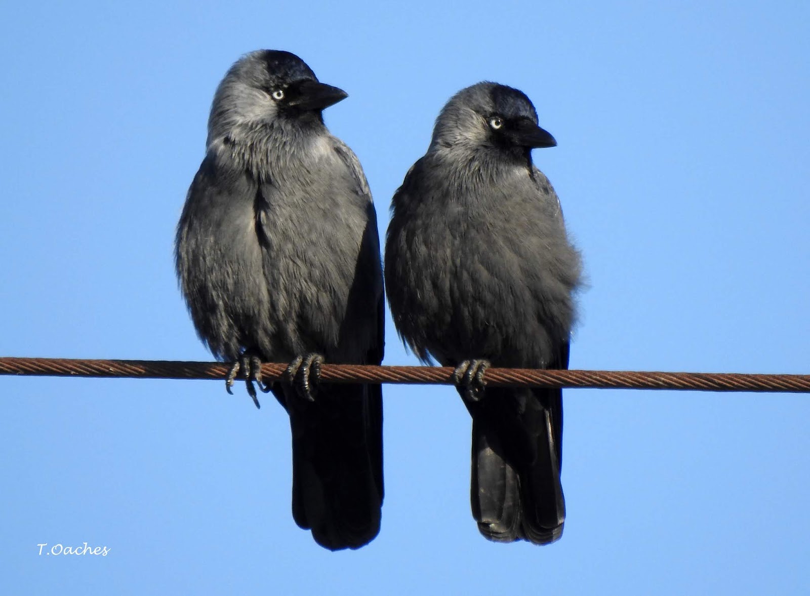 PASARI DIN ROMANIA: STANCUTA, Corvus monedula