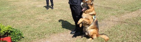 Inilah gambar anjing pegawai polis yang tangkap pengganas Sulu