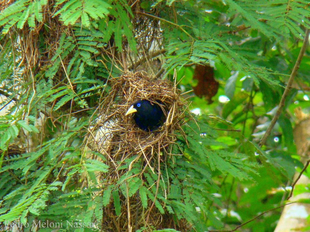 Fauna Brasileira: Japiim