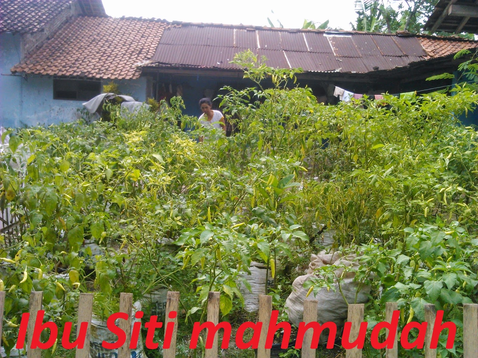 Budidaya Sayuran dalam Karung dengan Sistem Pertanian Organik