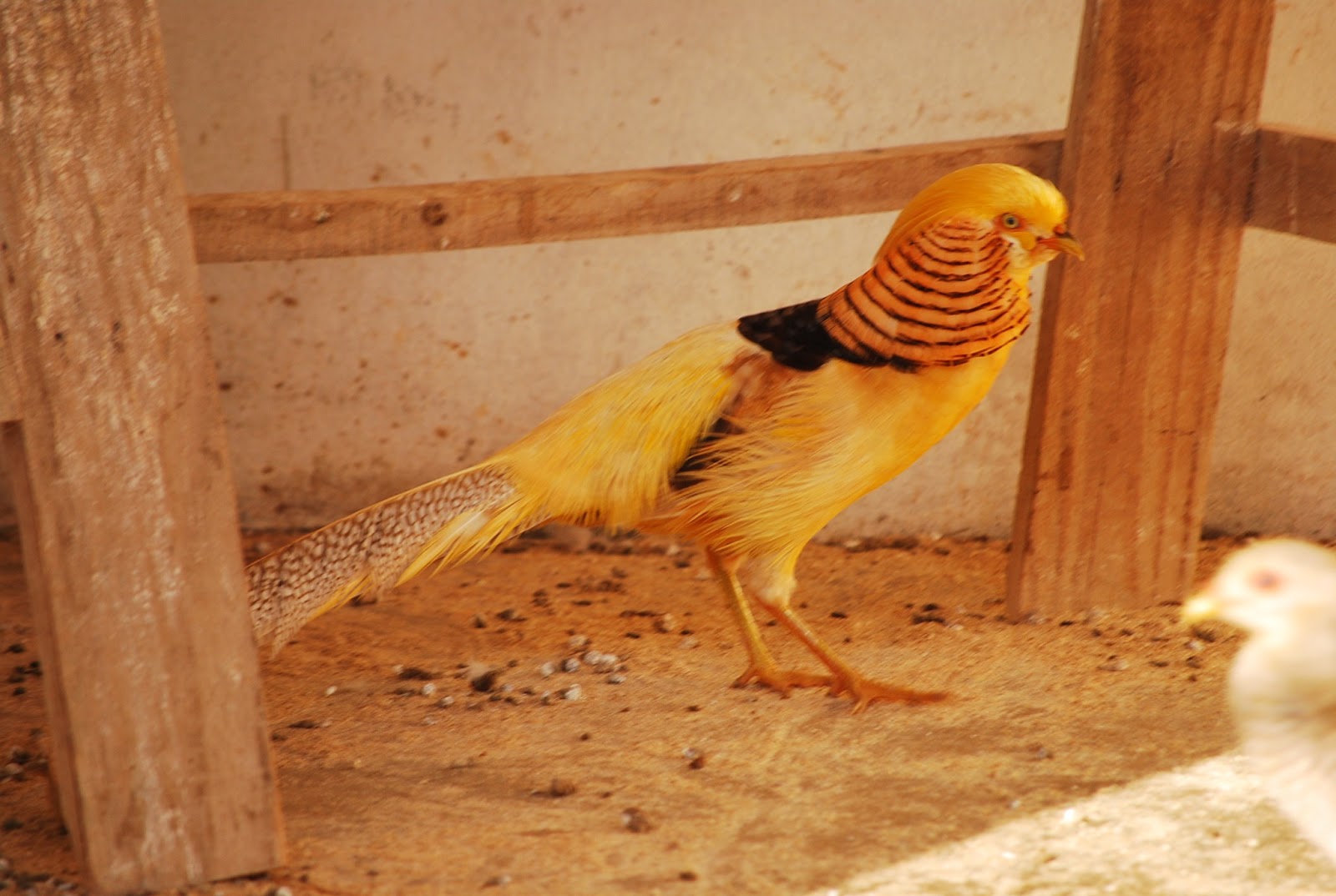 FAZENDA VIRADA: Faisões