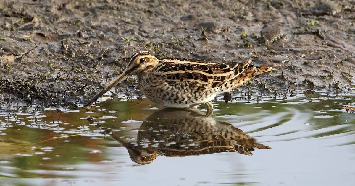 jcj wildlife photography: Snipe