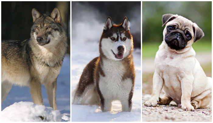 Perros y lobos; el salto entre las características y los objetos