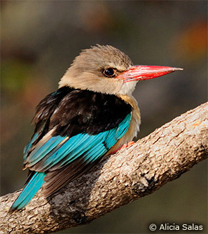 The Myth of Halcyon – The Halcyon Days - Be Social Eros