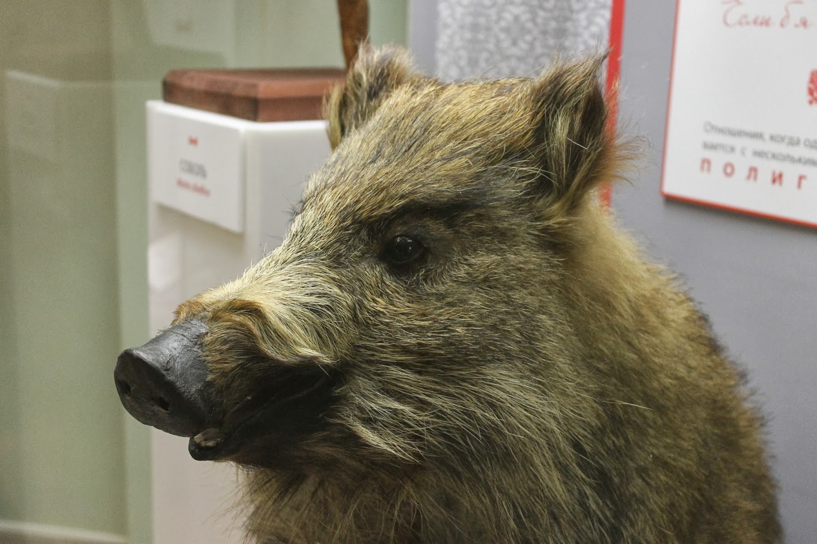 Cornerstone Retreat: Some Native Russian Animals