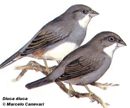 Argentina nativa: Diuca común (Diuca diuca)