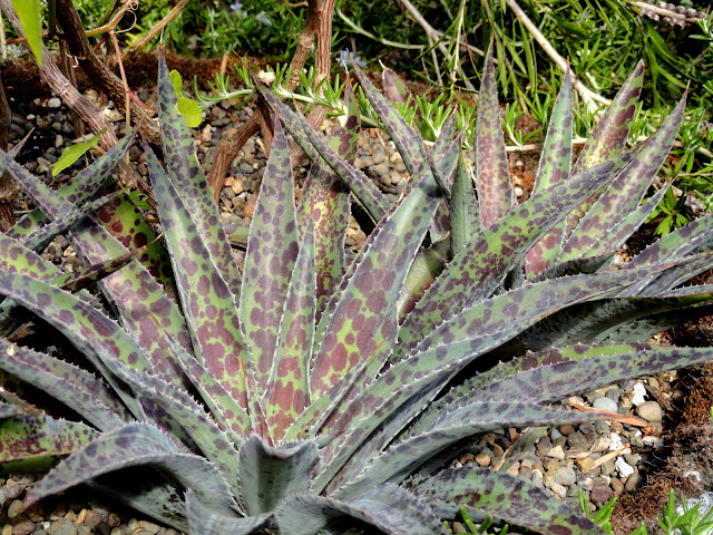 danger garden: The Mangaves, where are they now?