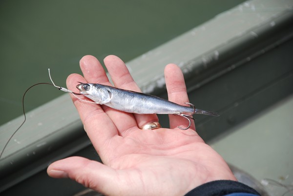 Dean Finnerty's Fishing and Hunting: Ultimate Spring Chinook Bait