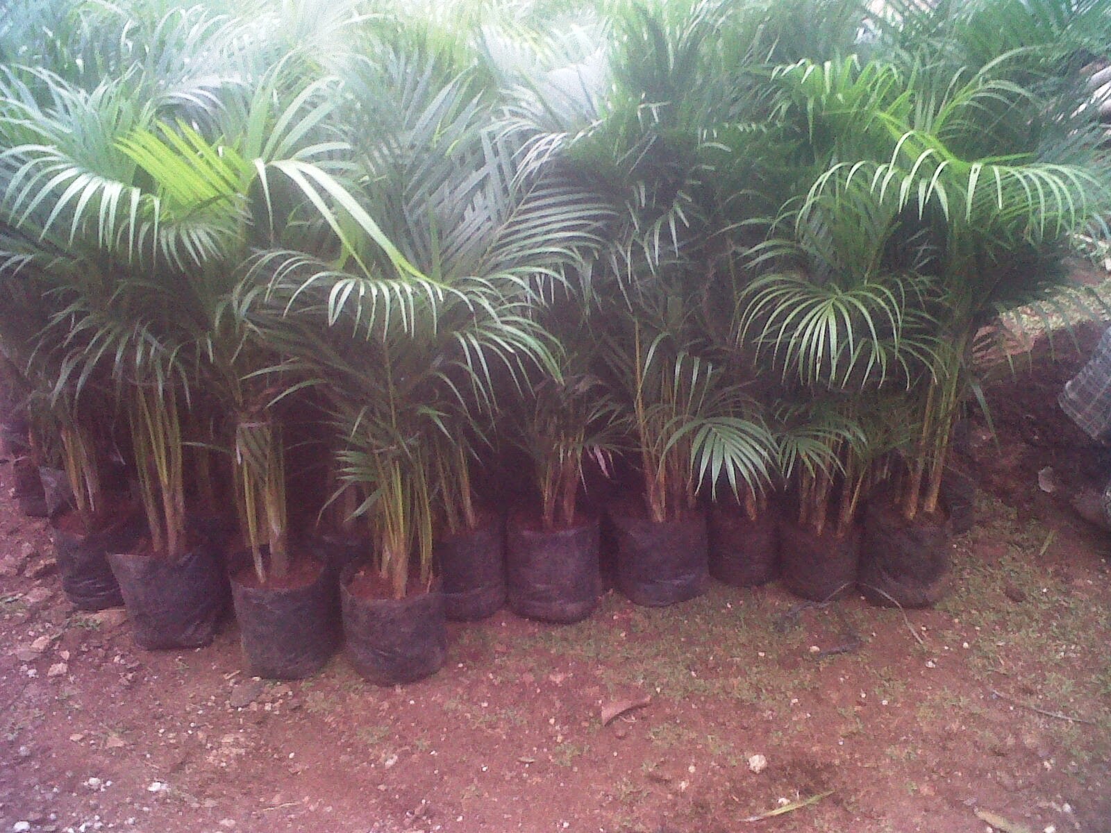 TUKANG TAMAN,DAN POHON PALEM WAREGU,,PALEM KUNING,085715571885 ...