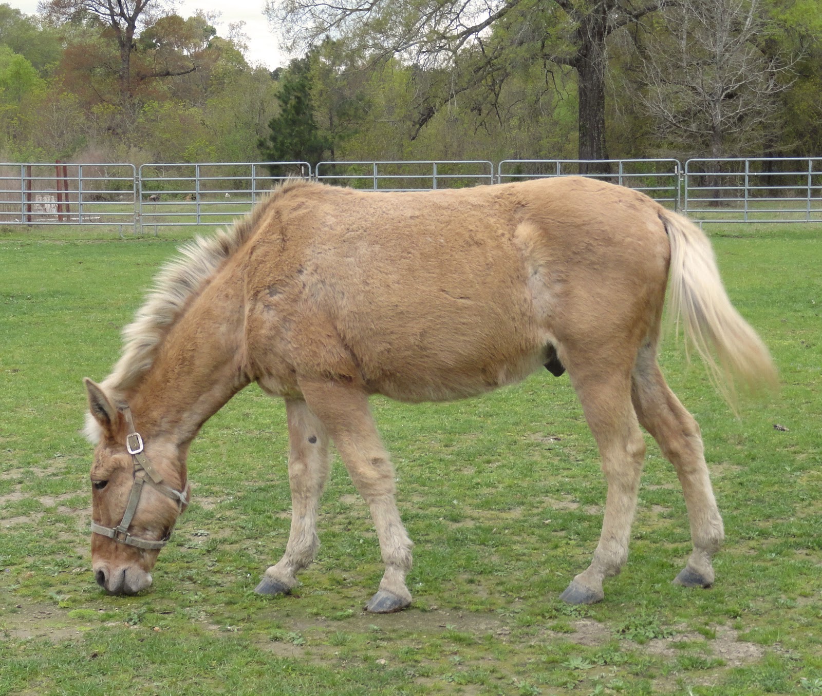 Life as we know it ...: My first "mule day"