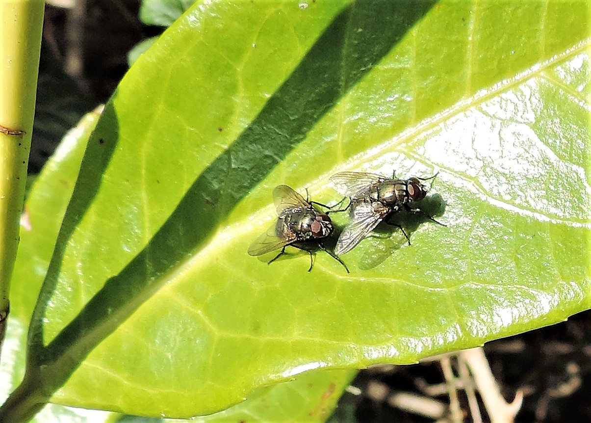 Ramblings of a Naturalist: Behaviour of Eudasyphora cyanella, the green ...