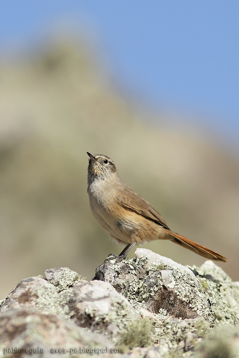 mis fotos de aves: Asthenes modesta Canastero Pálido Cordilleran Canastero