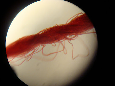 Nuestra clase: fotos de microscopio.