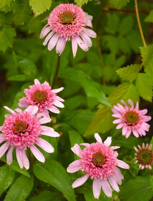 Solhatt - Blommor Och Trädgård
