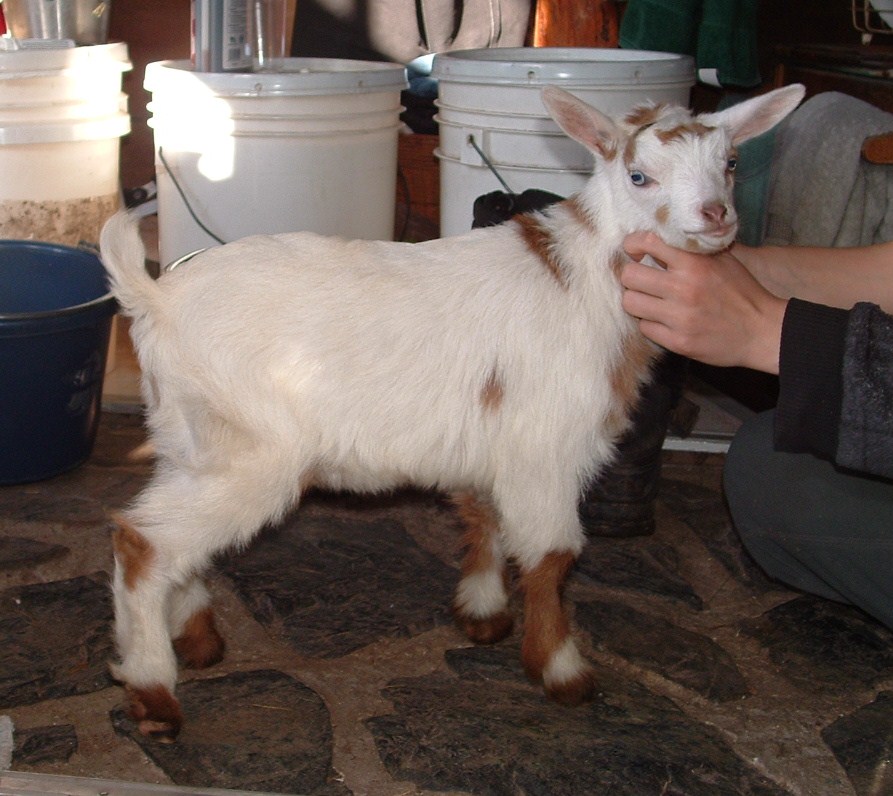 Dancing Angels Nigerian Dwarf Goats: BLUE-EYED DOE KID--SOLD