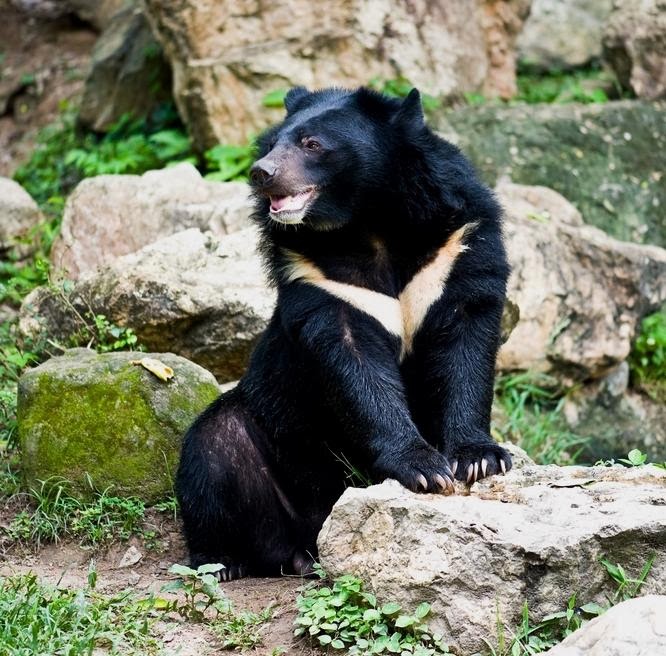 -Cebu-: Beruang dan jenis-jenisnya yang ada