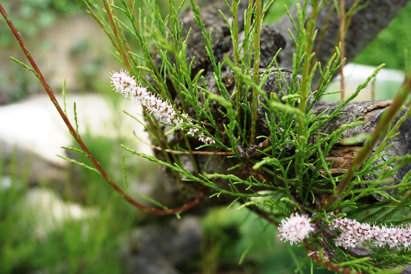 Plantas de Huerta Otea, Salamanca: Taray, tareje, tamarisco (Tamarix ...
