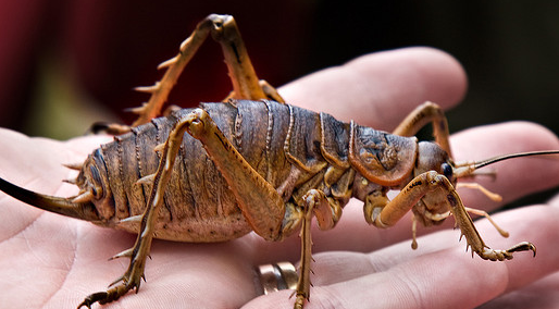Anamanu @ Glenbrae School: The NZ Giant Weta