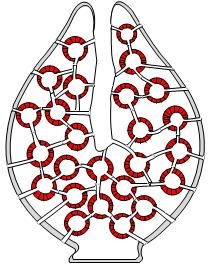 BIOLOGI GONZAGA: April 2017