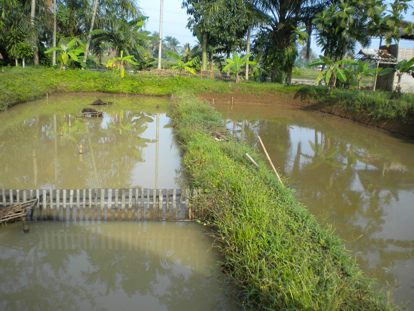 Gurame Budidaya: Aktivitas di Empang