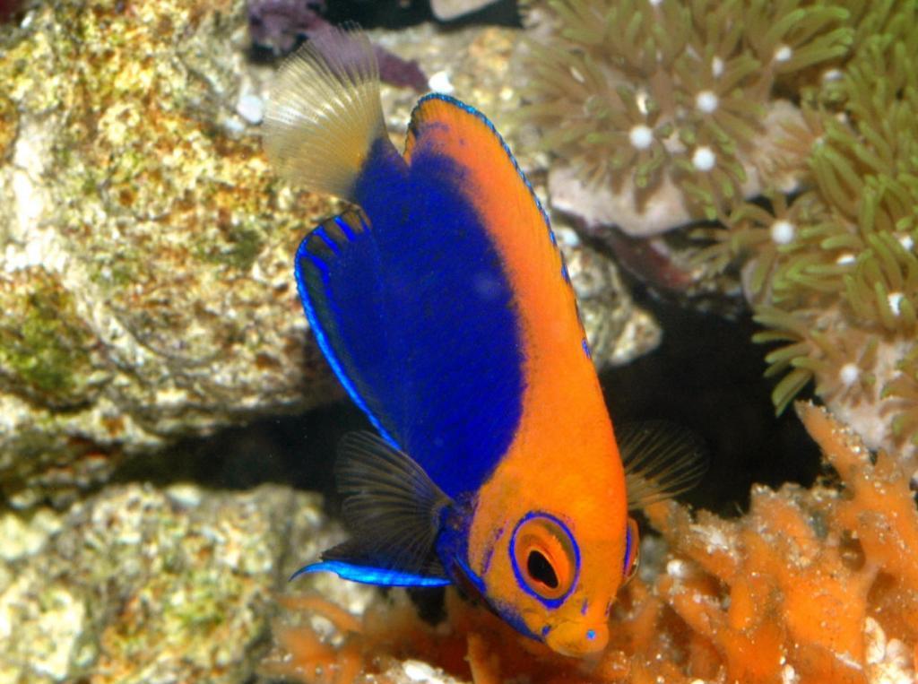 D' Ocean Aquarium: Ikan Angel (Angelfish)