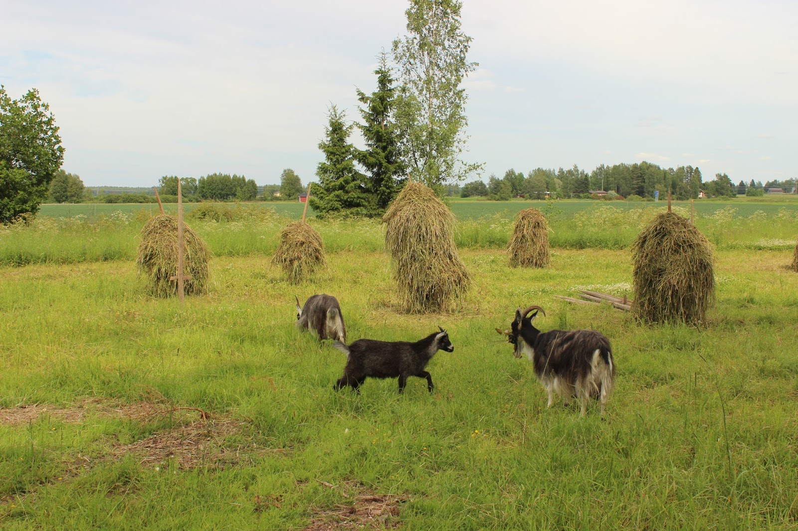 Kaikkea hyvää: Pimpula, pampula, kakkajalka-Emmi